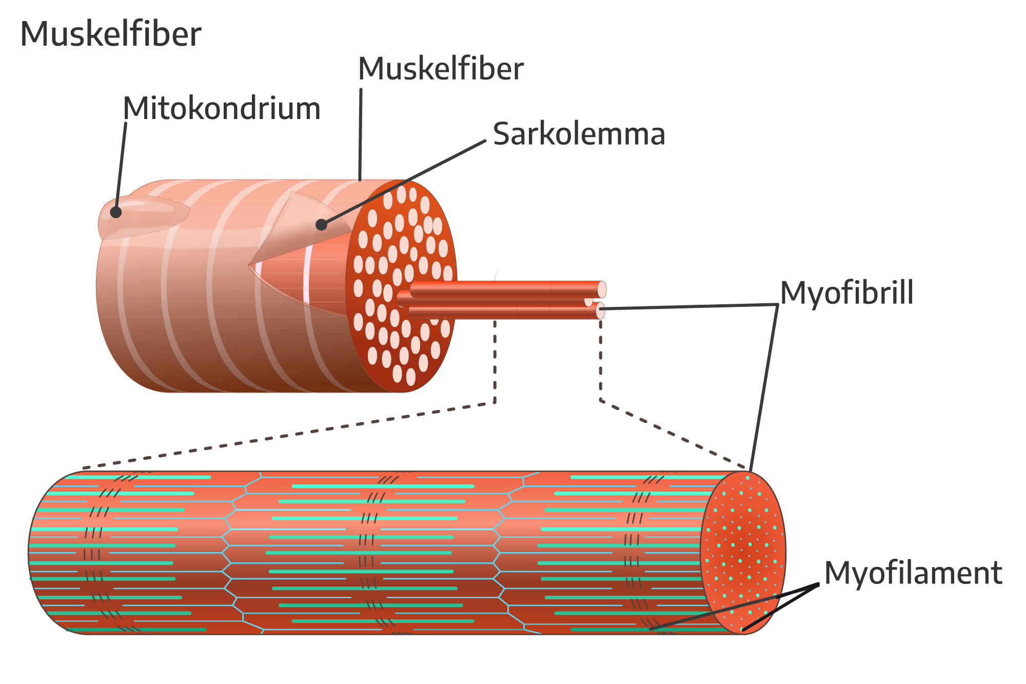 2.2.1.1 Skjelettmuskelens histologi – Skjelettsystemet og muskelsystemet