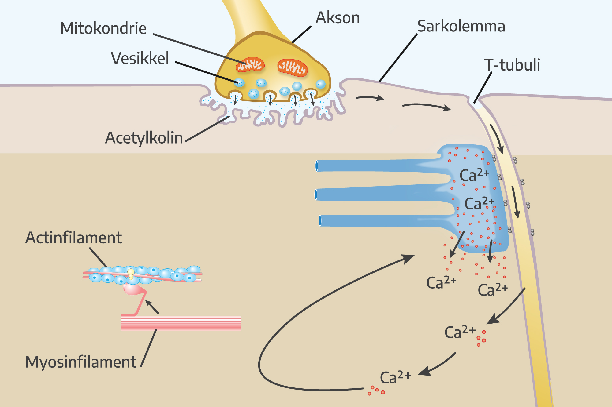 2.2.1.2 Den nevromuskulære endeplate: overføring av aksjonspotensialet ...