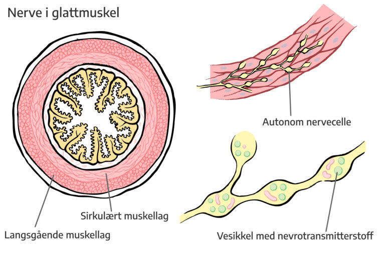 2.2.2 Kontraksjon i en glatt muskel – Skjelettsystemet og muskelsystemet